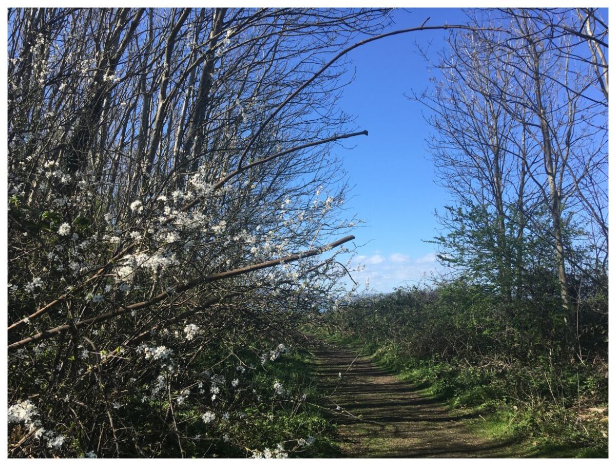Kinnegar Wetlands – Holywood Walks